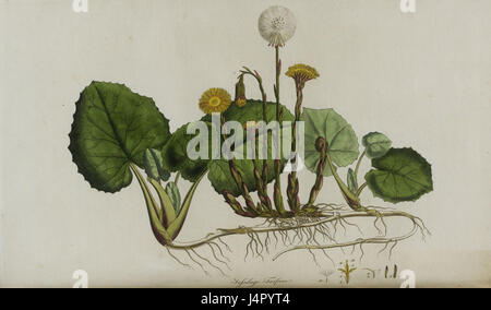 Coltsfoot Tussilago farfara flowering in early spring Stock Photo - Alamy