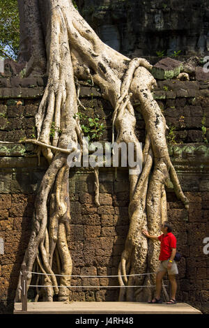 Ta Prohm temple, Angkor Wat, Siem Reap, Cambodia, Asia Stock Photo - Alamy