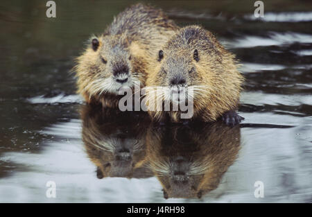 Coypu or Nutria, Myocastor coypus, at breeding colony, Port Aransas ...