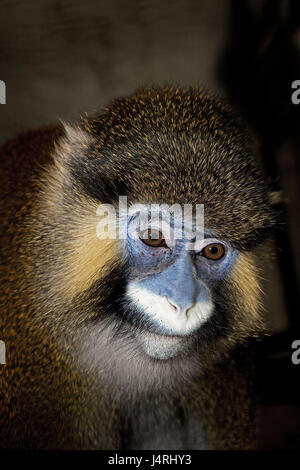 Blue spot sea cat, Cercopithecus cephus, portrait, detail Stock Photo ...