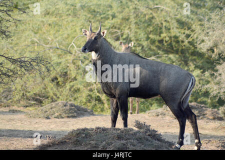 The nilgai or blue bull is the largest Asian antelope in the natural ...