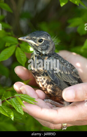 A small baby robin in distress is held in caring hands Stock Photo - Alamy