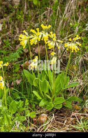 Cowslip, Common cowslip, Cowslip primrose (Primula veris, Primula ...