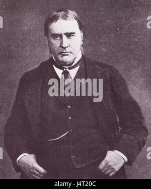 William Gull 3 Stock Photo - Alamy