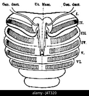 This paleontological illustration from the *Eurypterida of New York ...