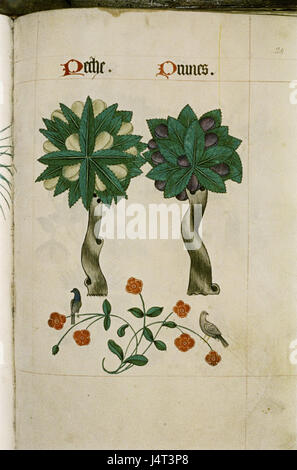 This manuscript, MS Ashmole 1504 44, is a part of the Tudor pattern ...