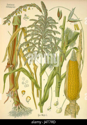 'Zea mays', commonly known as corn or maize, is a significant crop in ...