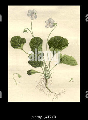 Viola palustris, commonly known as Marsh Violet, wild flower from ...