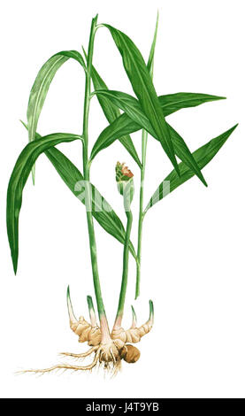 Cultivation of ginger (Zingiber officinale) plants, Zanzibar, Tanzania ...