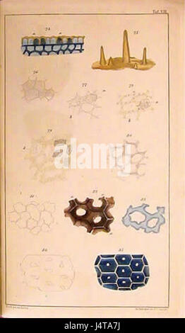 . Versuch einer allgemeinen physiologischen Chemie : Bild . between ...