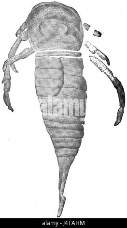 . The Eurypterida of New York. Eurypterida; Paleontology. Figures 89-93 ...