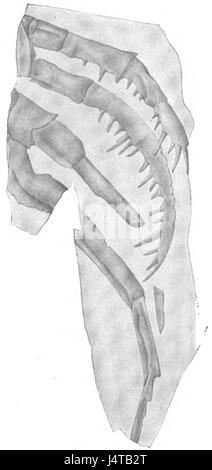 The 'Eurypterida of New York' refers to a study of prehistoric aquatic ...