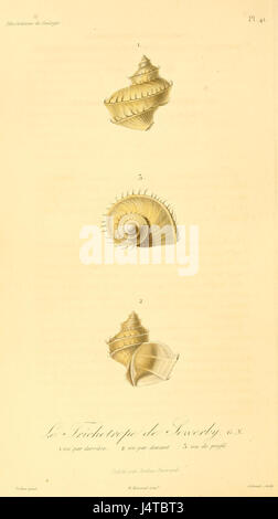 Trichotropis bicarinata 1831 Stock Photo - Alamy