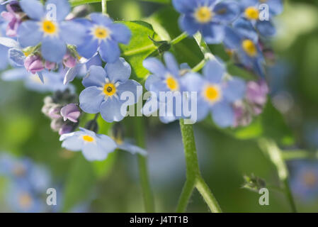 Bunch of small blue forget me not flowers with leaves isolated on white ...