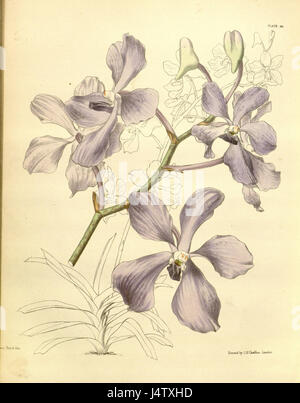 Vanda coerulea, known as the blue vanda orchid, is a rare species of ...
