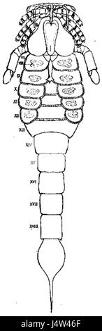 The 'Eurypterida of New York' refers to a study of prehistoric aquatic ...