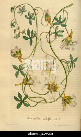 Tropaeolum albiflorum is a species of flowering plant in the ...