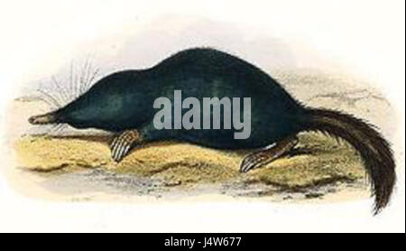 Japanese shrew-mole (Urotrichus talpoides) in Japan Stock Photo - Alamy