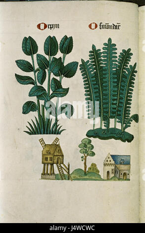 The Tudor Pattern Book, a manuscript from the 16th century, showcases ...