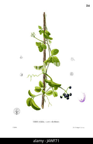 Vitaceae sp. is a species from the Vitaceae family, also known as the ...