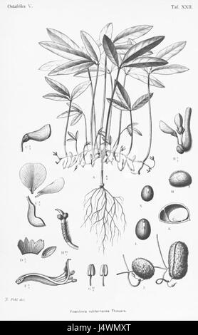 Vigna subterranea, also known as groundnut or Bambara groundnut, is a ...