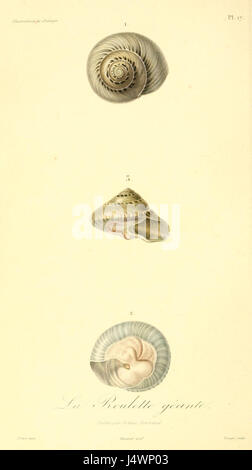 Umbonium giganteum 1831 Stock Photo - Alamy