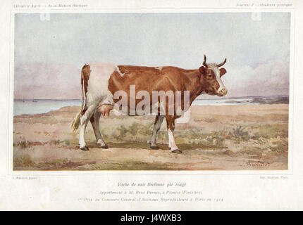 Vache de race bretonne Pie-Rouge Stock Photo - Alamy