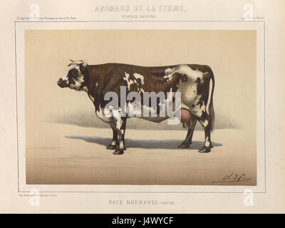 Normandy cows, known for their distinctive appearance and history in ...