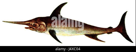 Xiphias gladius, commonly known as the swordfish, is a large predatory ...