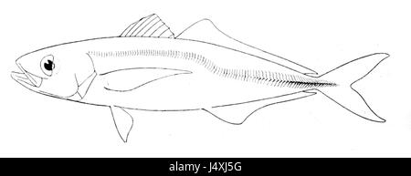 Pacific Jack Mackerel (Trachurus symmetricus) school in Giant Kelp ...