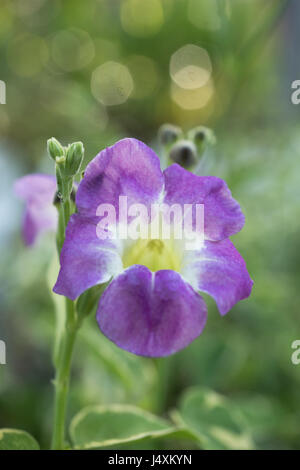 Chinese violet, Coromandel, Ganges primrose, Philippine violet flower ...