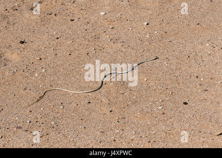 Psammophis namibiensis, Namibian Sand Snake Stock Photo - Alamy
