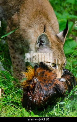 Eurasian lynx (Lynx lynx) feeding on killed roe deer in the snow in ...