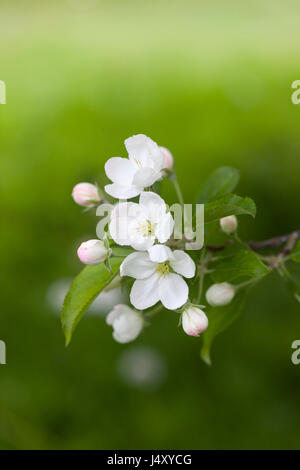 Apple blossom of Malus hupehensis, Hupeh crabapple flowering in an ...