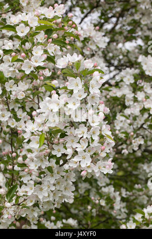 Apple blossom of Malus hupehensis, Hupeh crabapple flowering in an ...