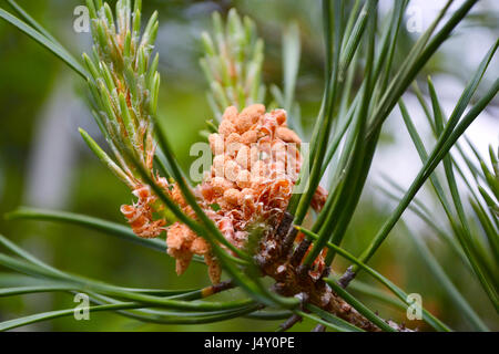 Young Pine buds in spring. Pinus sylvestris, pinus nigra, mountain pine ...
