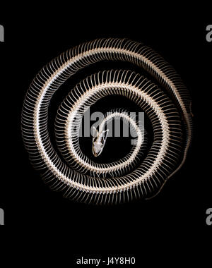 Python skeleton and skull Stock Photo - Alamy