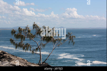 Pandanus trees at Tea Tree Bay in Noosa National Park, Queensland ...