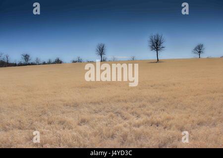 Texas dry grass pasture Stock Photo: 140744553 - Alamy