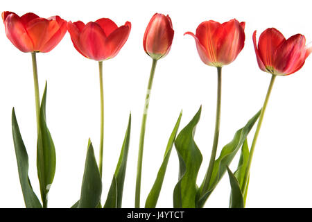 Set of five red color tulips isolated on white background Stock Photo ...