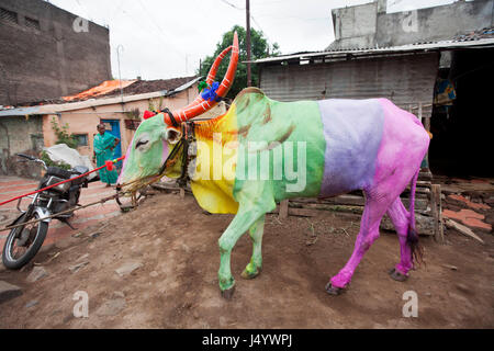Pola Bull festival Maharashtra India Stock Photo - Alamy
