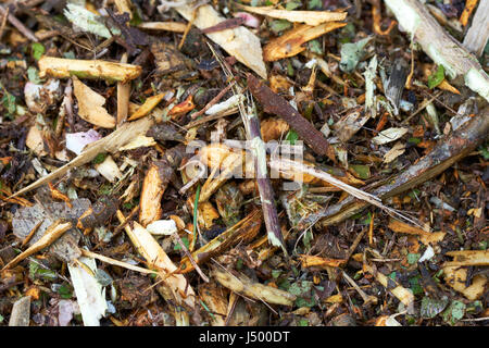 Close up of shredded green waste to be used on top of soil in landscape ...