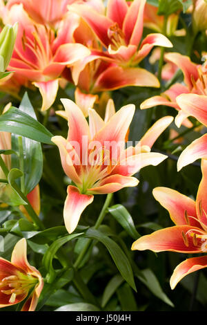 Kaveri Oriental Asiatic Lily Stock Photo - Alamy