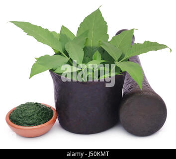 Mashed vitex Negundo or Medicinal Nishinda leaves with extract juice ...