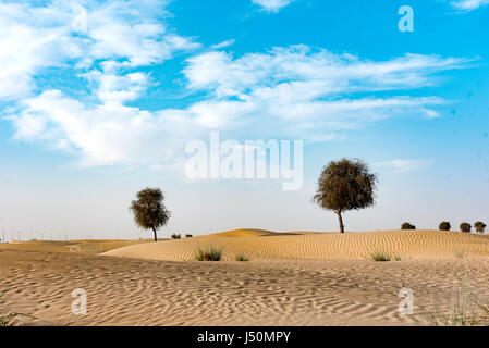 Lakes and trees in a beautiful oasis in the desert. Dubai, UAE Stock ...