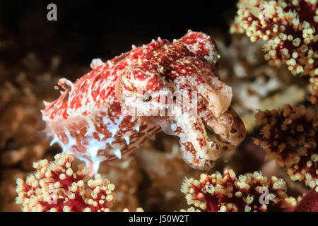 A tiny Crinoid Cuttlefish hiding amongst soft coral on a reef Stock ...