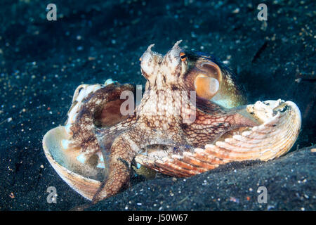 Veined Octopus or Coconut Octopus (Octopus marginatus) hiding in an ...