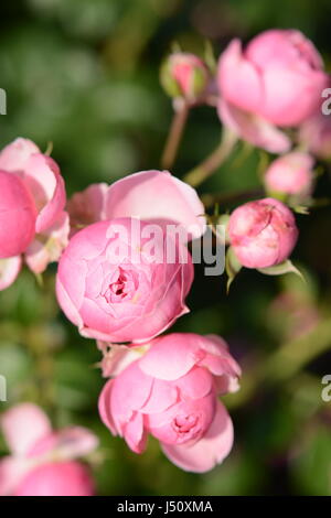 Vertical macro of a deep pink rose bud opening its petals, with ...