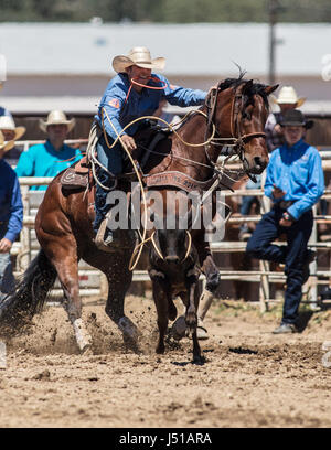 Calf Roping at the Cottonwood Rodeo in California Stock Photo - Alamy