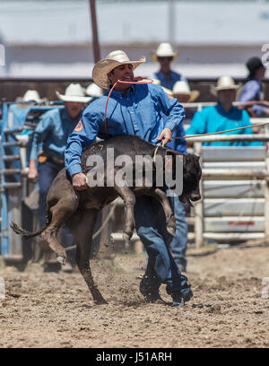 Calf Roping at the Cottonwood Rodeo in California Stock Photo - Alamy